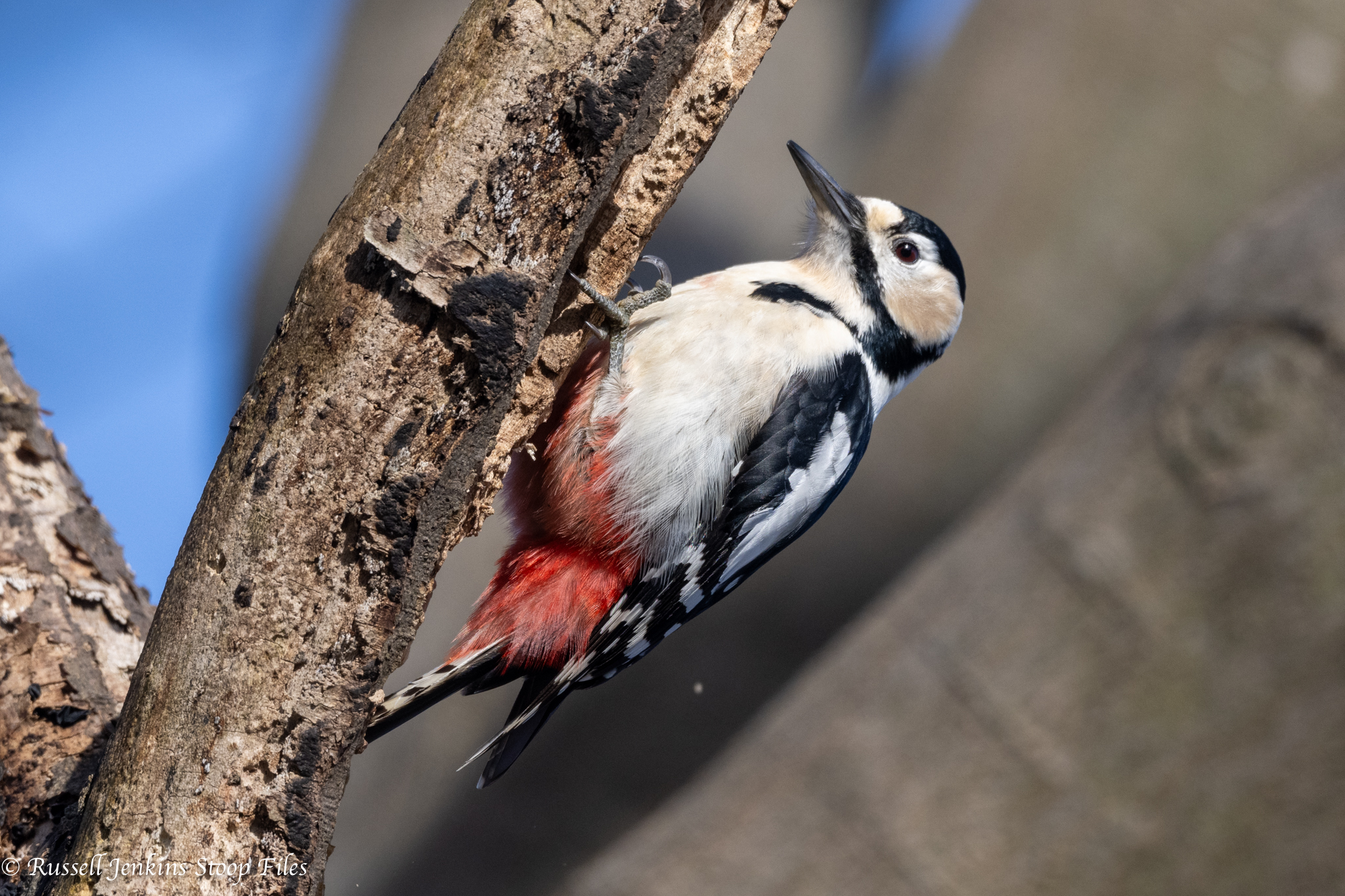 Birds at Toyanogata, Niigata in Winter – Russell Jenkins Stoop Files