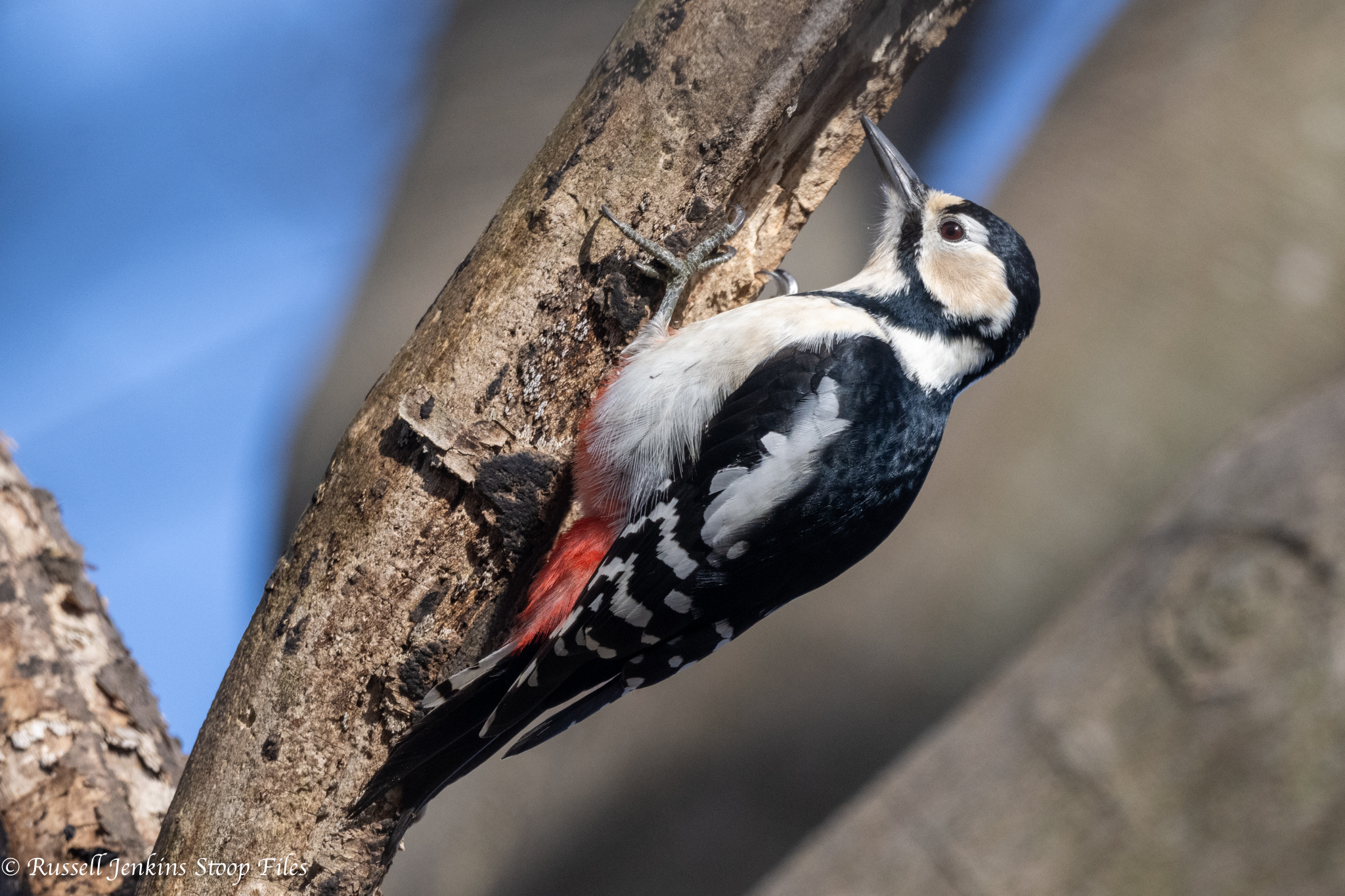 Birds at Toyanogata, Niigata in Winter – Russell Jenkins Stoop Files