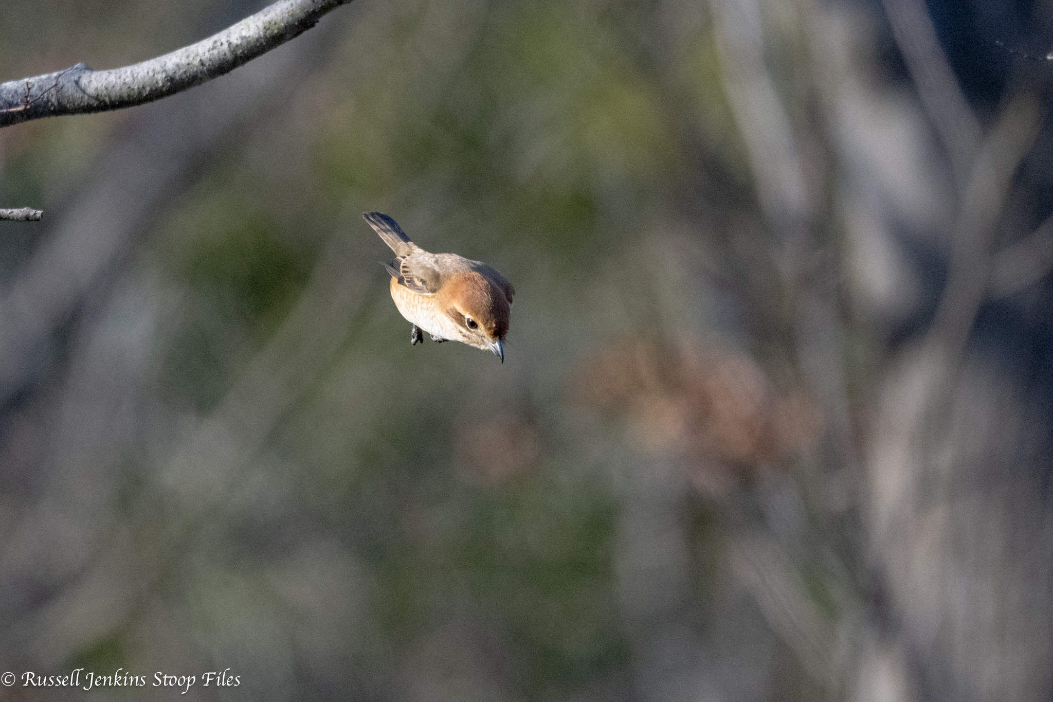 Birds at Toyanogata, Niigata in Winter – Russell Jenkins Stoop Files